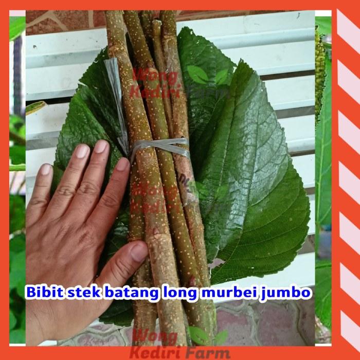 Jual Bibit Murbei Jumbo / Long Murbei Besar Cepat Berbuah - Murbei ...