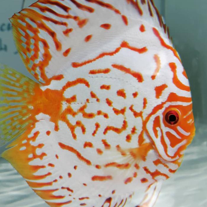 Jual DISCUS PIGEON 1INCH/ikan discus air tawar - 1CM, TIDAK GARANSI ...