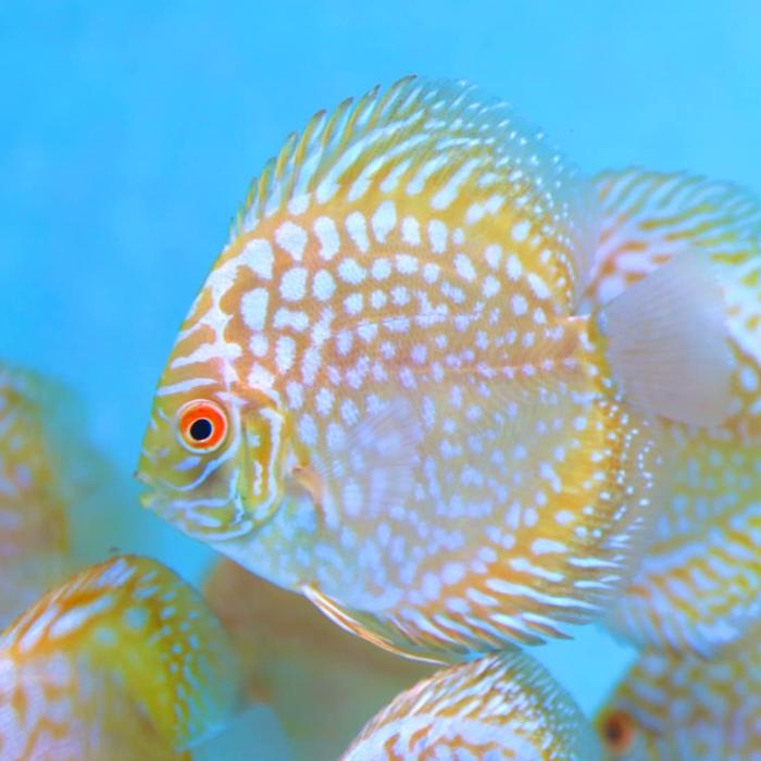 Jual DISCUS PIGEON 2INCH/ikan discus air tawar - 1CM, TIDAK GARANSI ...