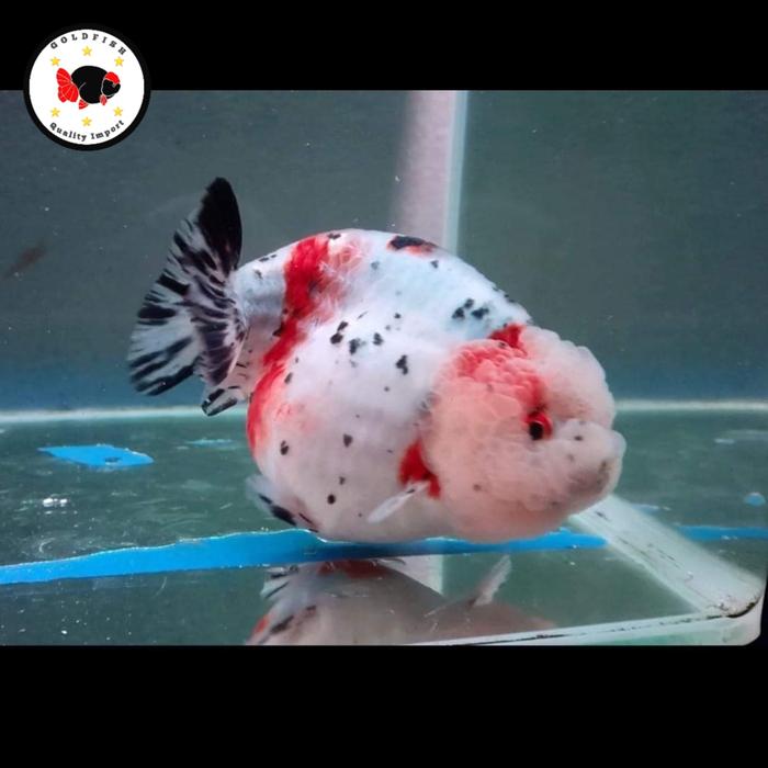 Jual ikan mas koki rancu short body / rancu calico / rancu fancy - S ...