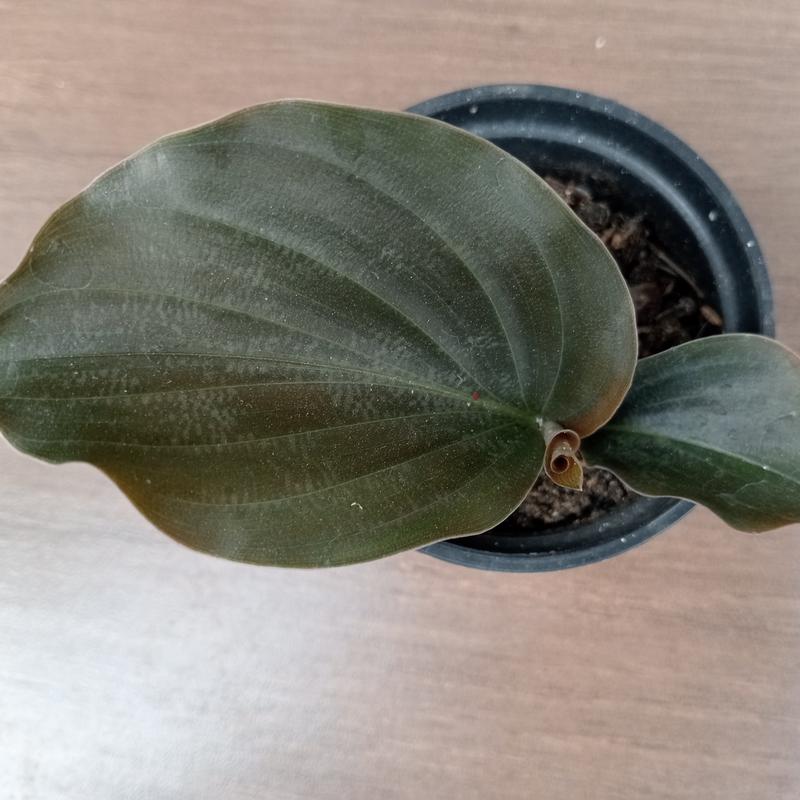 Tanaman Kencur Hitam Umbi Kuning - Shop | Tokopedia