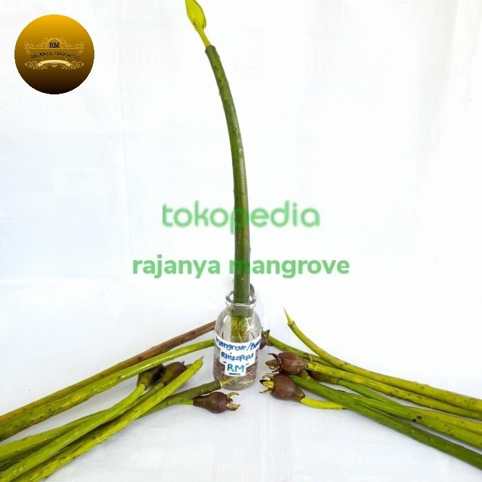 Jual propagul bibit mangrove/bakau super - Kab. Indramayu - Rajanya ...