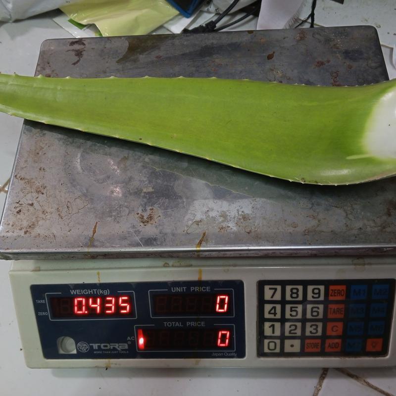 PELEPAH LIDAH BUAYA JUMBO ORGANIK 500 gr BELI 4 GRATIS 1 - Shop | Tokopedia