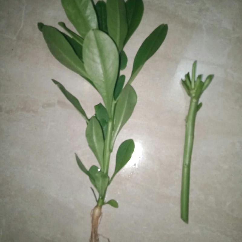 bibit stek pohon ginseng / gingseng jawa asli - Shop | Tokopedia