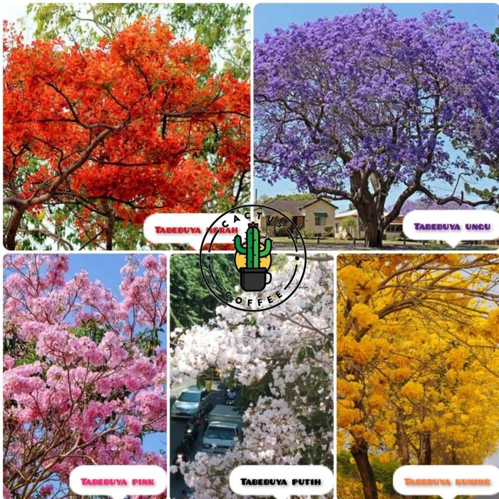 Jual Tanaman Hias Tabebuya Varian Warna Pohon Tabebuya Bibit Tabebuya ...