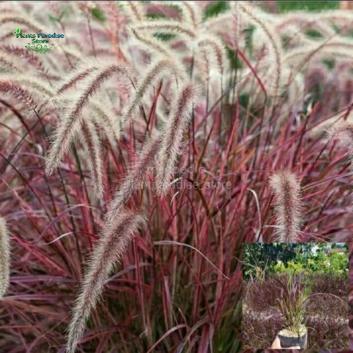 Promo Tanaman alang alang ekor kuda - tanaman red fountain grass ...