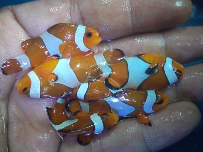 Jual Ikan Hias Laut NEMO / Badut / Clownfish Size S - Kota Depok ...