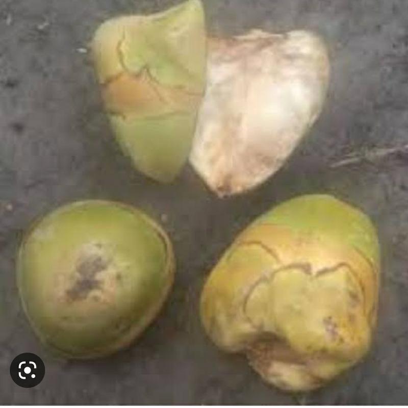 Tembuluk buruluk pentil kelapa pengobatan alternatif - Shop | Tokopedia