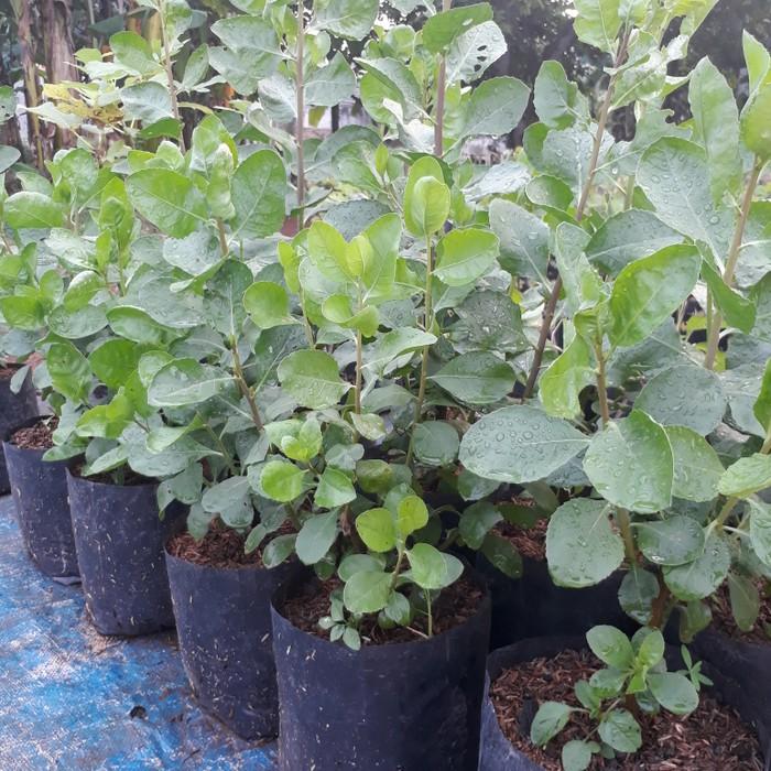 Jual Bibit Tanaman Beluntas / Luntas - Kab. Kediri - UD Bibit Tabriiz ...