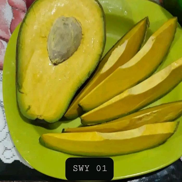 Jual Bibit Alpukat Jenis Swy 01 - Hasil Okulasi Hijau Kuning - Kab ...