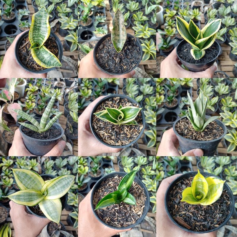 Sansivera mini - Shop | Tokopedia