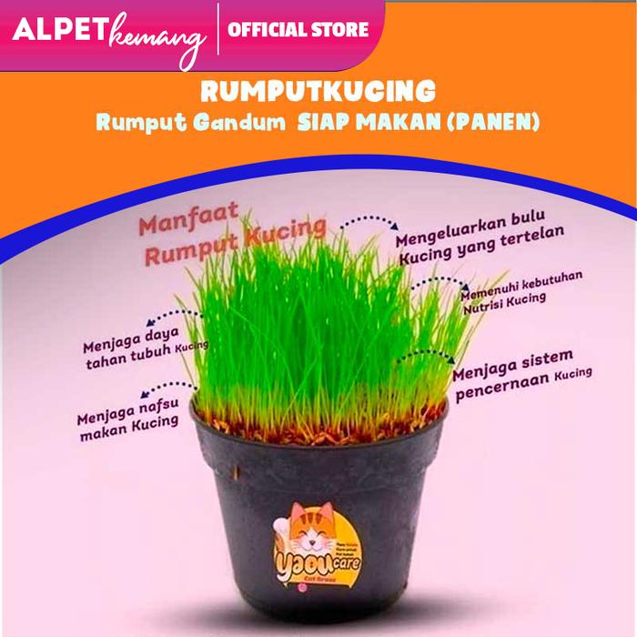 Jual Rumput Kucing Siap Panen Wheatgrass Gandum Cat Grass Microgreen ...