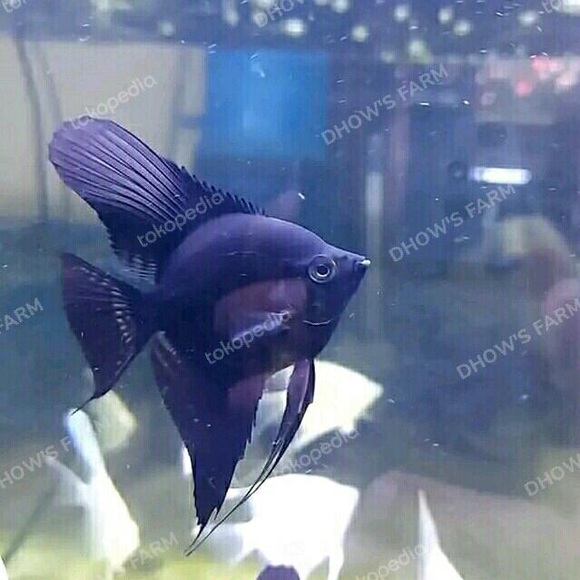 Jual manfish black angel biasa dan slayer - biasa - Kab. Bogor - Mars ...
