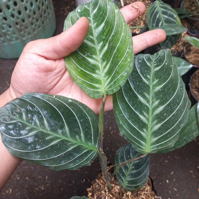 Tanaman Hias calathea leuconeura silver band / Calathea Kepiting silver ...