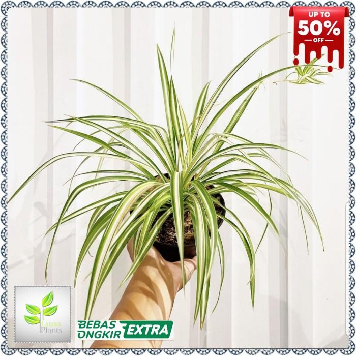 Jual tanaman pembersih udara - tanaman hias spider plant - Kab. Bogor ...