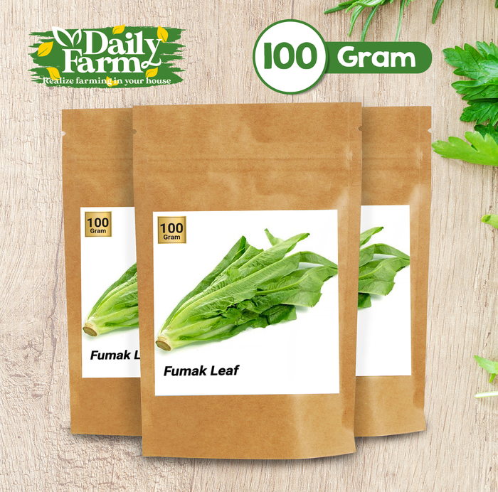 Jual Benih Sayur Fumak Leaf - Selada Wangi Import ( 100 Grm ) - BULK ...