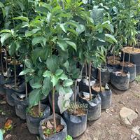 Promo Bibit Tanaman Buah Alpukat Dewasa (Mentega / Miki/ Aligator ...