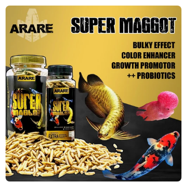 Jual ARARE super maggot series BSF larva kering pakan makanan ikan ...