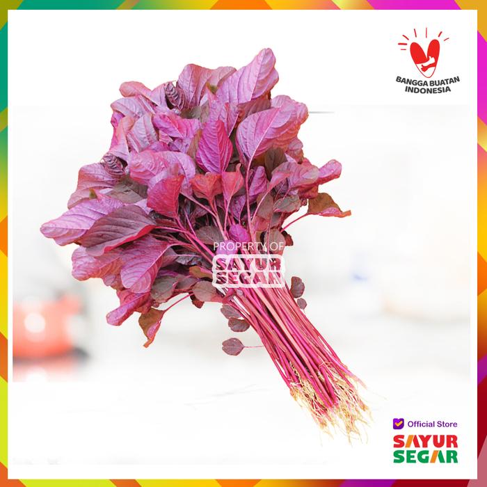 Jual BAYAM MERAH SAYUR [1 Ikat, ±150g] - Selada Air - Kota Depok ...