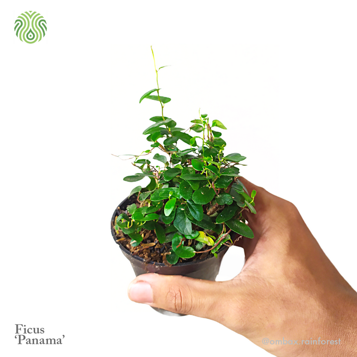 Promo Ficus 'Panama' - Tanaman Berambat / Terrarium / Vivarium / mini ...