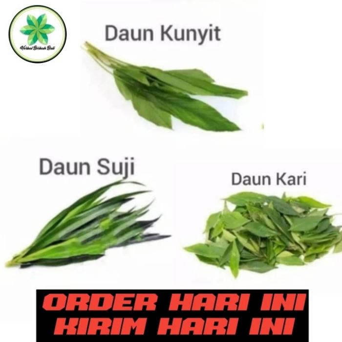 Jual Daun Kari Segar/Daun Kunyit/Daun Suji/Daun Pandan Wangi Asli ...