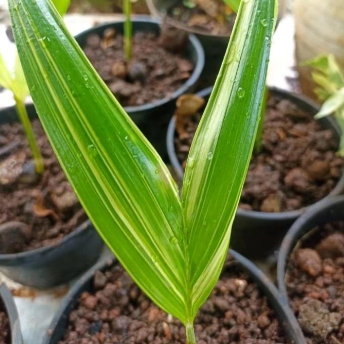 5 pohon palem Putri Variegata bibitan - Shop | Tokopedia