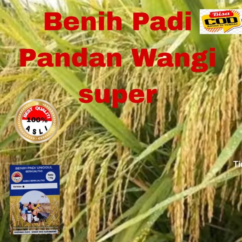 BENIH PADI PANDAN WANGI SUPER UNGGL BERKUALITAS 1KG - Shop | Tokopedia