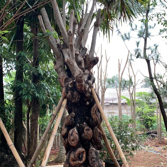 Jual Pohon Balibong Fosil Pelindung Batang Besar - Jakarta Utara ...