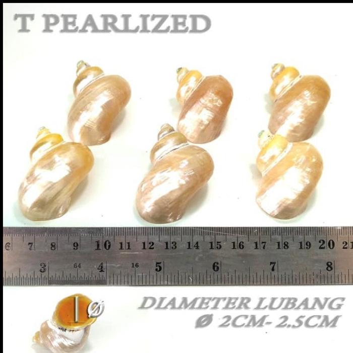 Shell cangkang rumah kelomang umang hermit crab keong hermitcrab - Shop ...