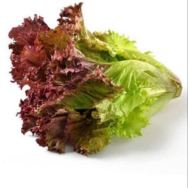 Jual SELADA KERITING MERAH ORGANIK BSP FARM 200GR - Kab. Bogor - Tuku ...