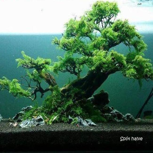 [ TERBARU ] pohon bonsai aquascape aquarium split halve - Shop | Tokopedia