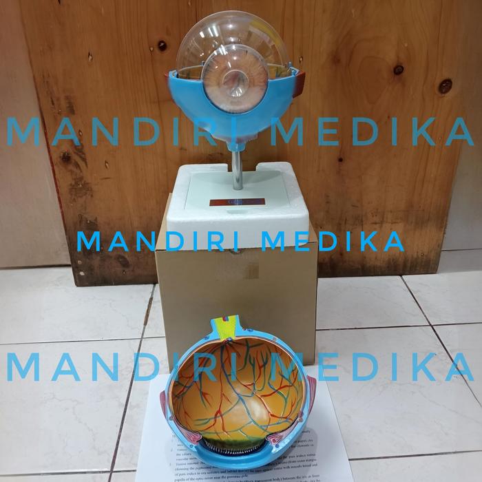 Jual Alat Peraga Manekin Model Mata Giant Eye GL8316 Guan Long GL 8316 ...
