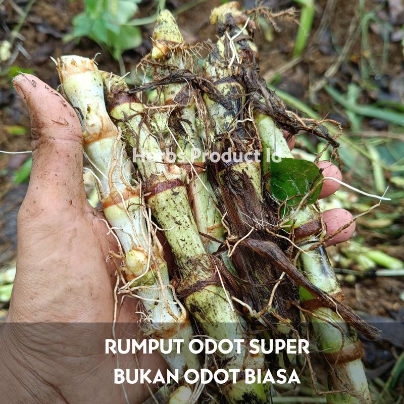 BIBIT RUMPUT ODOT JUMBO PAKAN TERNAK - Shop | Tokopedia
