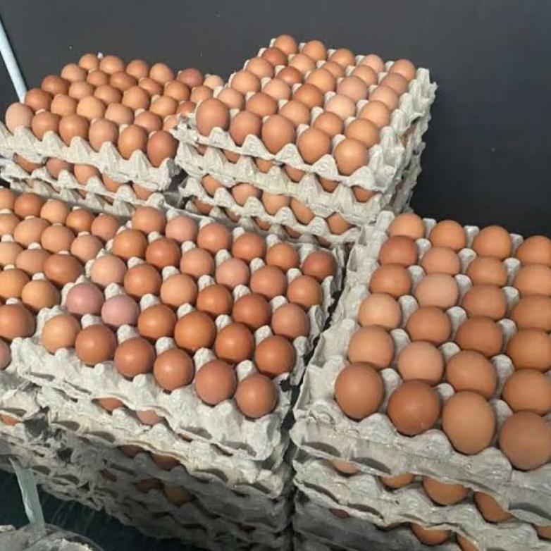 telur ayam negeri 10butir - Shop | Tokopedia