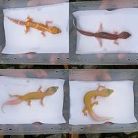Jual leopard gecko baby - Kota Bekasi - Habel Reptile | Tokopedia