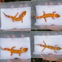 Jual leopard gecko baby - Kota Bekasi - Habel Reptile | Tokopedia
