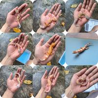 Jual leopard gecko baby - Kota Bekasi - Habel Reptile | Tokopedia