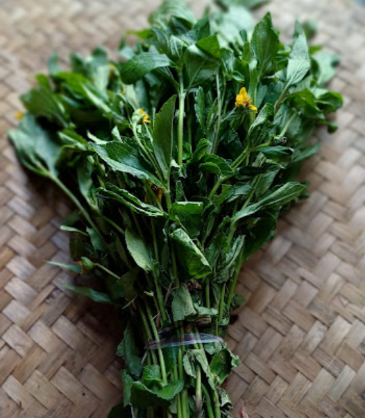 Jual Daun Seruni Segar / Daun Wedelia biflora di petik saat order masuk ...