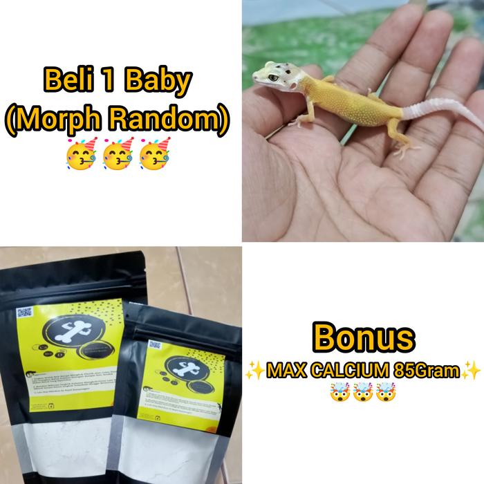 Jual leopard gecko baby - Kota Bekasi - Habel Reptile | Tokopedia