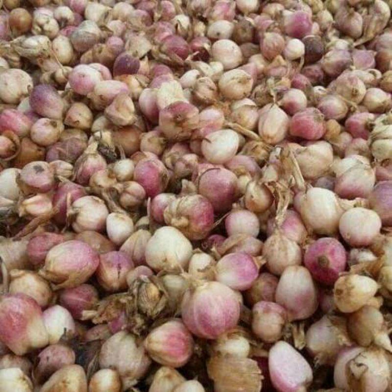 Kapulaga / kapol basah 1 kg kapulaga jawa fresh dan bersih - Shop ...
