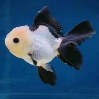 Jual ikan koki panda 8cm white black hiasan aquarium - Jakarta Utara ...