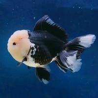 Jual ikan koki panda 8cm white black hiasan aquarium - Jakarta Utara ...