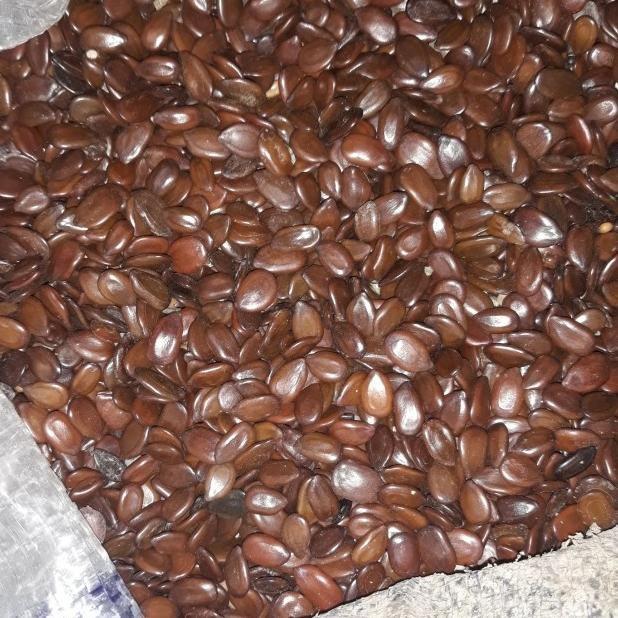Biji Lamtoro 1 Kilo Petai Cina Bersih Kering Biji Lamtoro Kemasan ...