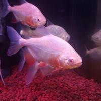 Jual Ikan Pacu Albino | Bawal Putih | Ikan Predator Air Tawar - Kota ...