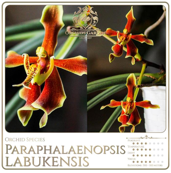 Jual ORCHIDSGARDEN Paraphalaenopsis labukensis Anggrek KOLEKTOR ...
