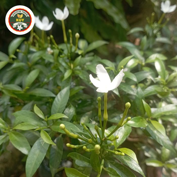 Jual Rombosa Tanaman hias Rombusa Tanaman Rombosa - Kota Depok ...