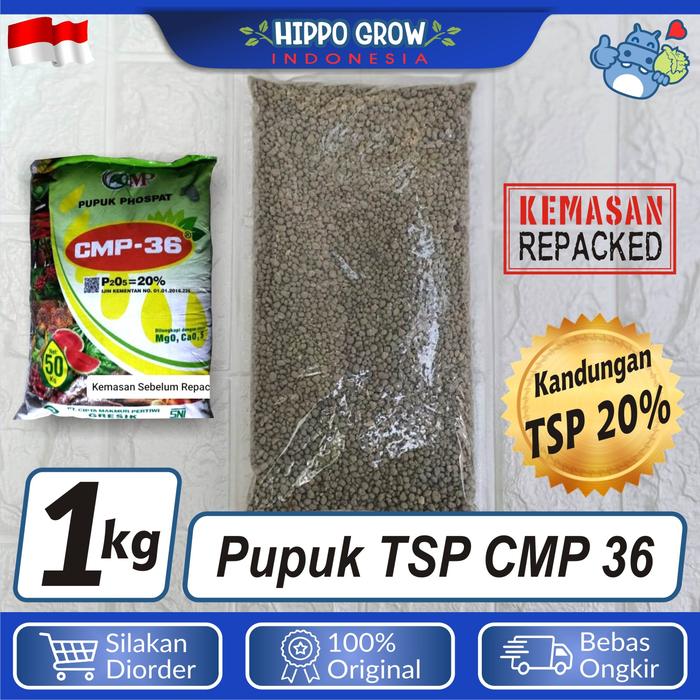 Jual Pupuk TSP Lokal Fosfat SP36 Pospat CMP 36 Kemasan 1kg Nutrisi ...