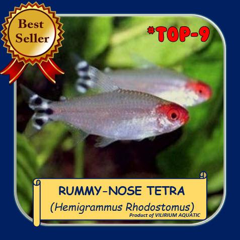 Jual IKAN HIAS AIR TAWAR - REDNOSE TETRA / RED NOSE TETRA / RUMMY NOSE ...
