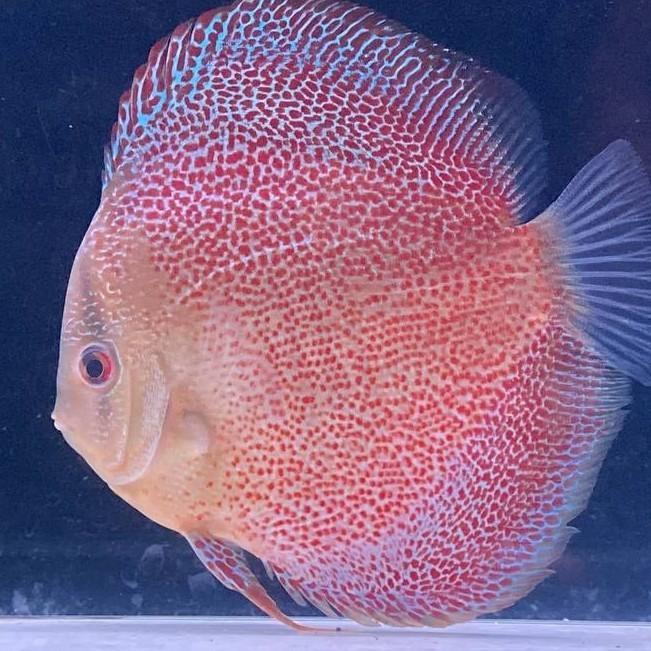 Jual Discus Lss Eruption 2 inchi body full pattern - Kab. Bogor ...