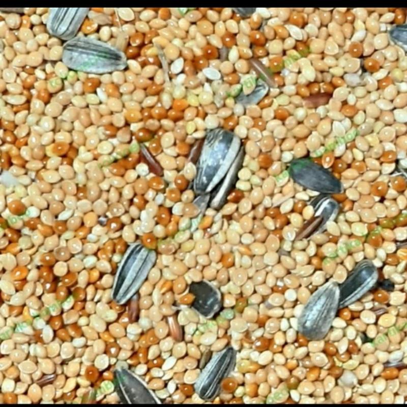 Pakan Lovebird parkit falk Millet Putih merah kenari mix 1KG - Shop ...